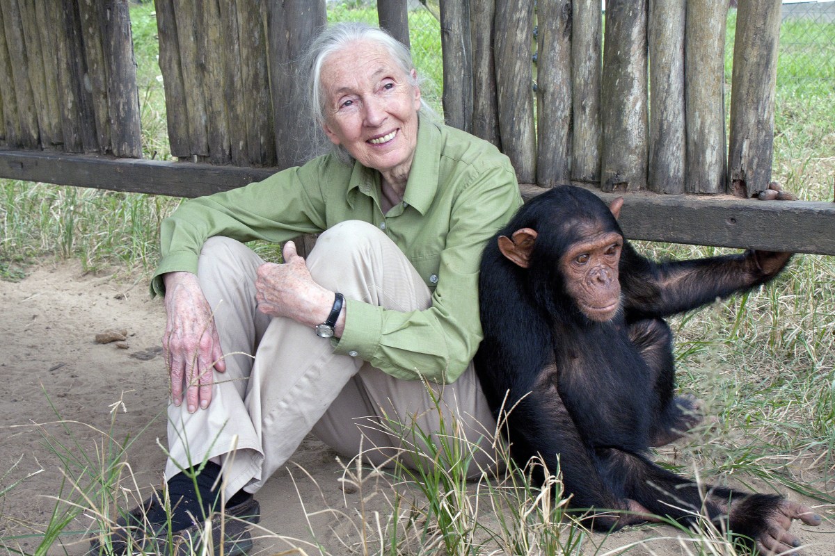 Chimpanzee protection campaign launched in honor of ‘War for the Planet ...